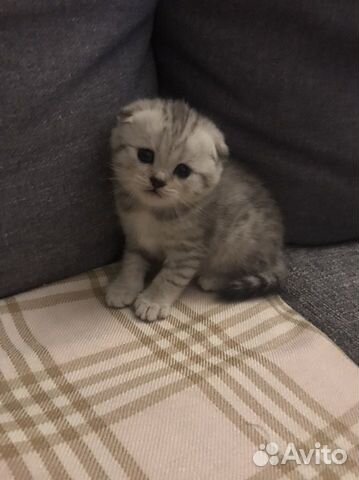 Шотландские вислоухие котятки