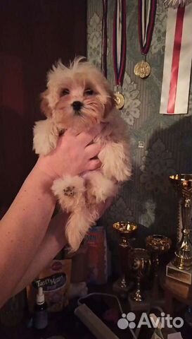 Мальтипу Ф1 мини корейская девочка