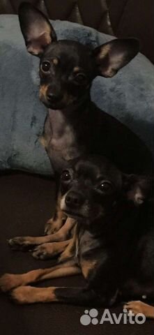 Мини той-терьер