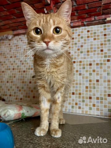 Кошка девочка Мася 1,5 года