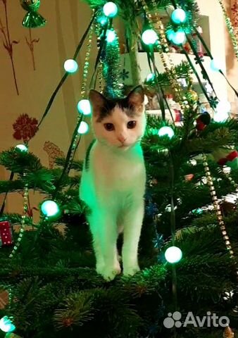 Котенок Малыш Лёшка в заботливые, добрые руки