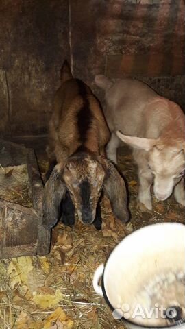 Породистые козы