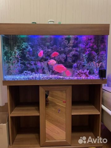 Аквариум 250 литров с рыбами и тумбой