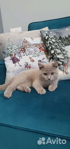 Лиловый британец 4 мес плюс когтеточка