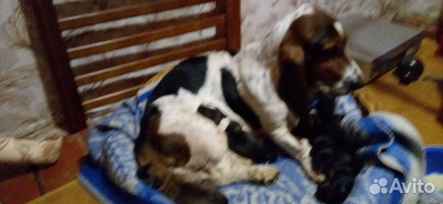 Щенки бассет хаунд