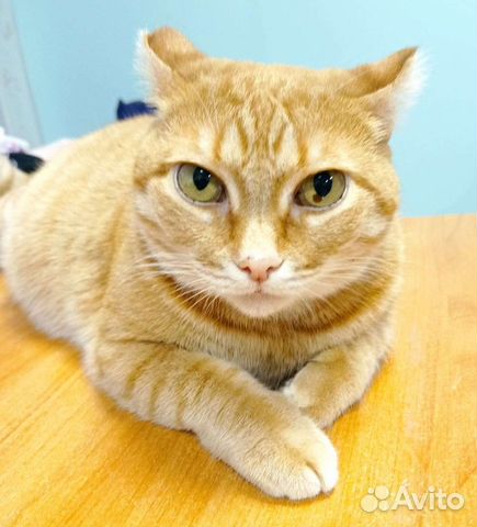 Ласковый кошечка в Добрые руки