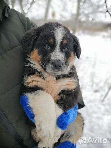 Пристраивается щенок