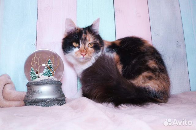 Котенок в добрые руки