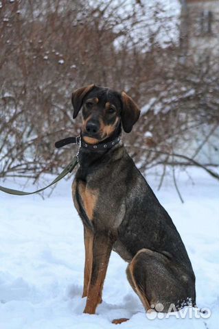 Марго. Молодая красивая собака. Бесплатно