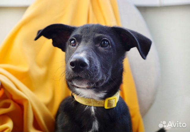 Щенок в добрые руки бесплатно