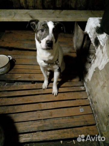 Стаффорд 1 год ищет дом