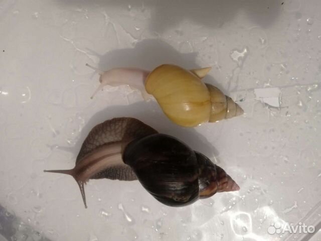 Улитки ахатины