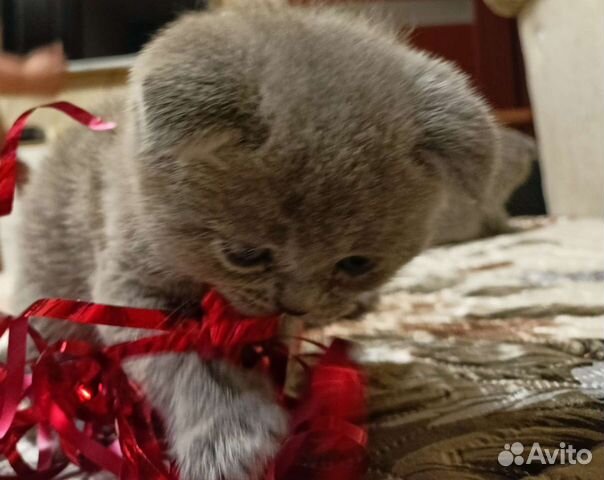 Шотландские вислоухие котята