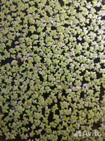 Ряска, улитки катушки