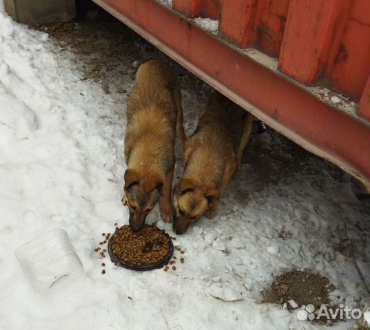 Щенок в добрые руки