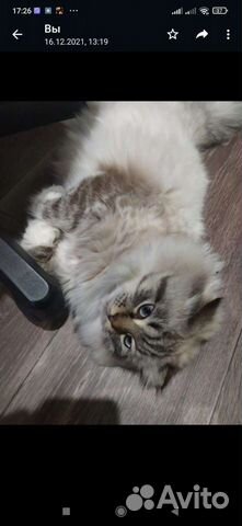 Шотландская вислоухая вязка