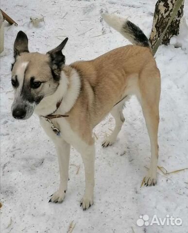 Маленькая Принцесса ищет дом