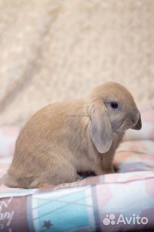 Вислоухий карликовый кролик, окрас сепаратор