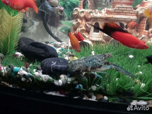 Мраморный рак