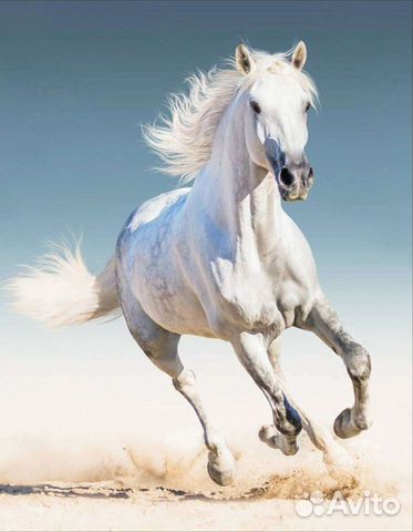 Лошадь кобыла