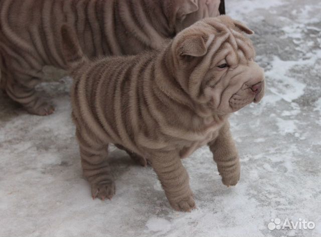 Шарпеюшная малышня