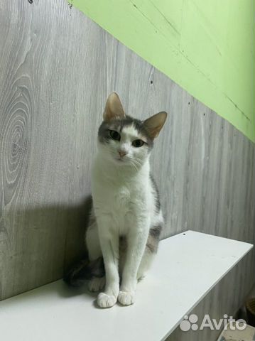 Катяв поиске Дома