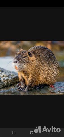 Нутрии кролика