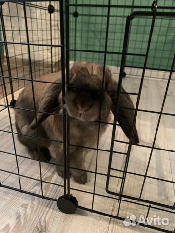 Декоративные кролик в компанию