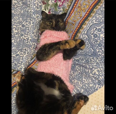 Кошка Агата ищет семью