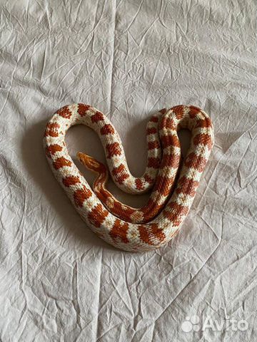 Маисовый полоз спокойная девочка взрослая