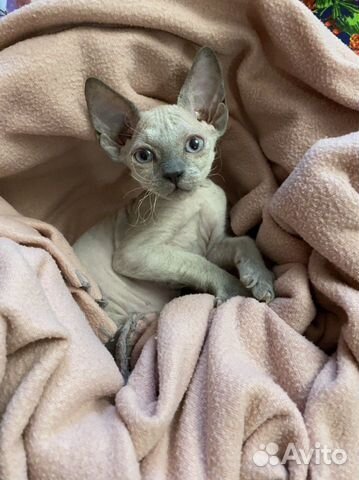 Донской сфинкс котята