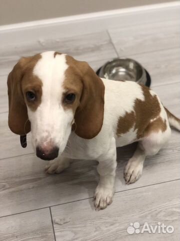 Эстонская гончая щенки