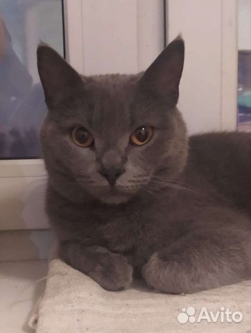 Кошка в добрые руки