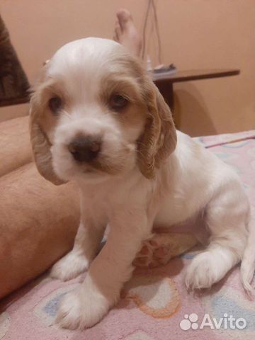 Английский кокер спаниель