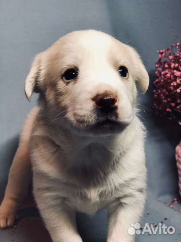 Рафаэлка в поисках хозяев