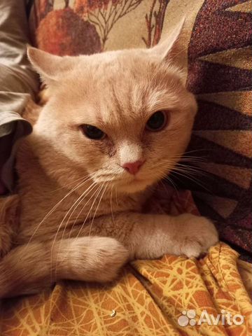 Котик в дар