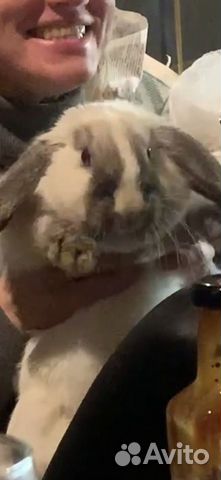 Кролик баран вислоухий