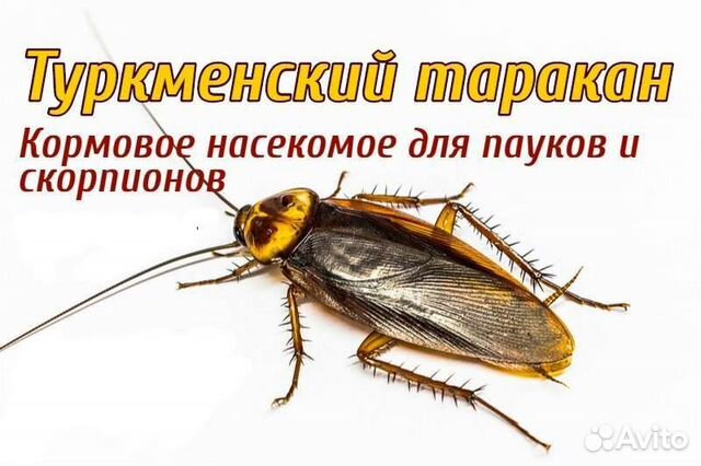 Туркменские тараканы Shelfordella tartara оотеки