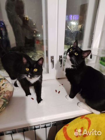 2 друга-кота ищут дом