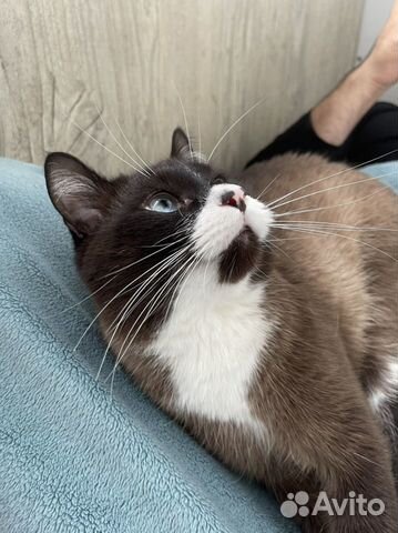 Кот на вязку