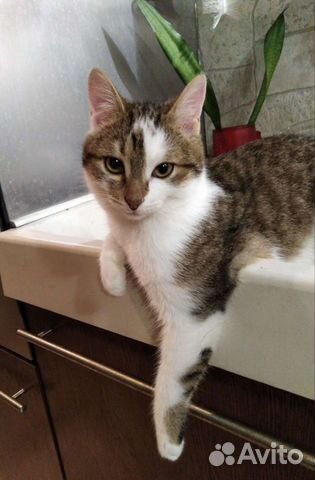 Котёнок - домовёнок, дружит с собаками