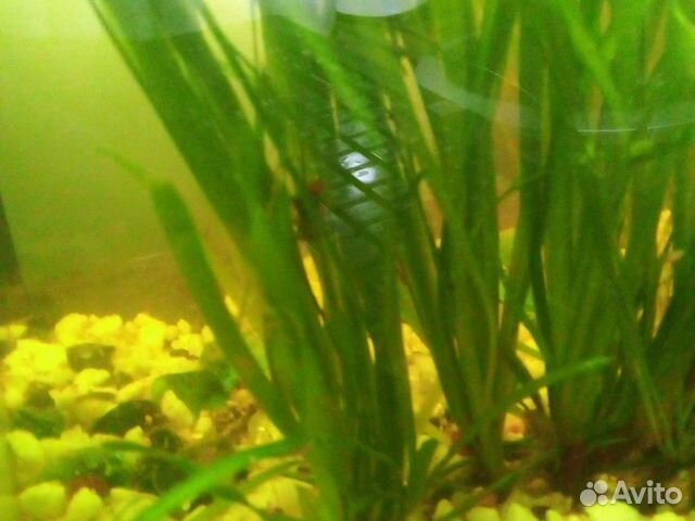 Аквариумное растение