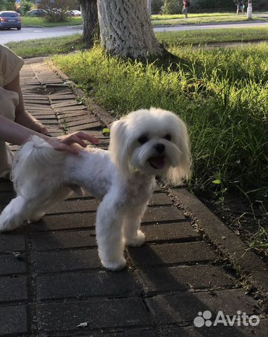 Болонка мальтийская (мальтезе) для вязки