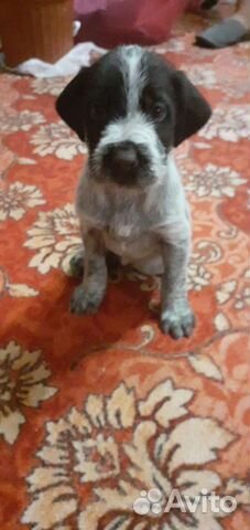 Собаки бесплатно в добрые руки щенки