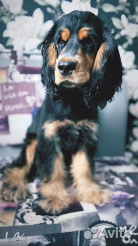 Кокер спаниель английский