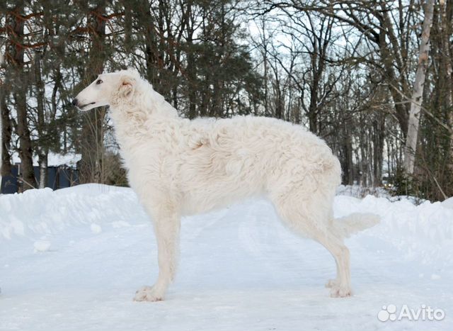 Русская борзая