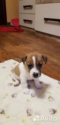 Щенки джек Рассел терьер