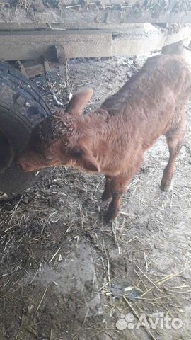 Телята бычки