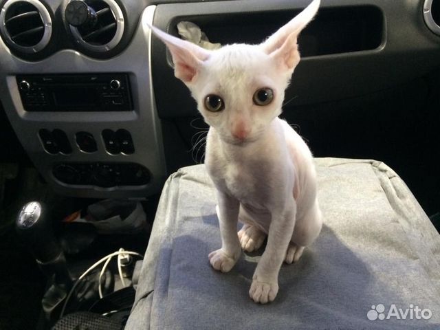 Котёнок Корни Шрекс