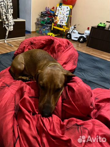 Такса мальчик в добрые руки